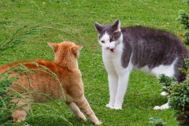 Cat Fighting Sounds: With Videos & Body Signals (Vet-Verified) - Catster