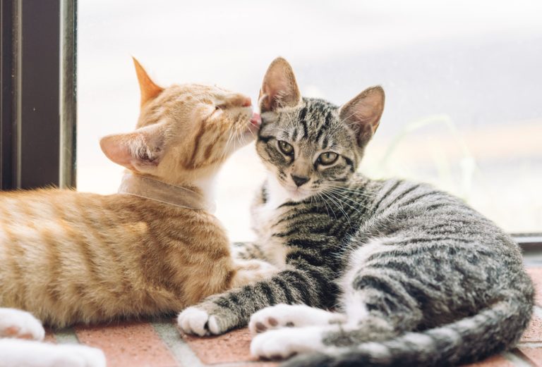 How to Tell if Your Cats Are Getting Along: Vet-Verified Body Language ...