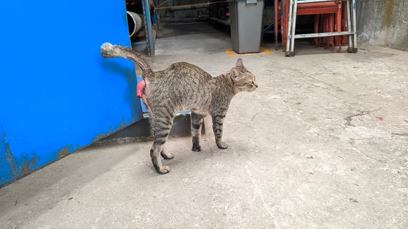 Can Cats Get Hemorrhoids? Vet-Approved Explanation - Catster