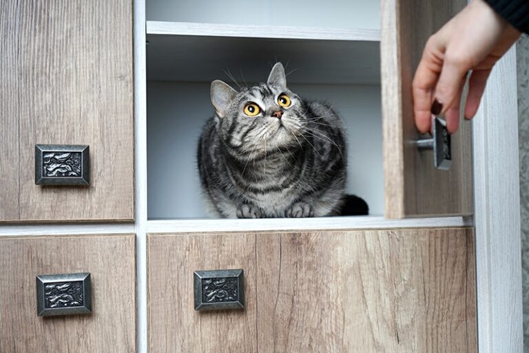 How to Get a Scared Cat Out of Hiding: 5 Vet-Approved Tricks - Catster