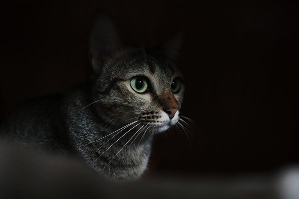 Should I Leave a Light on For My Cat? Vet-Approved Care Facts - Catster