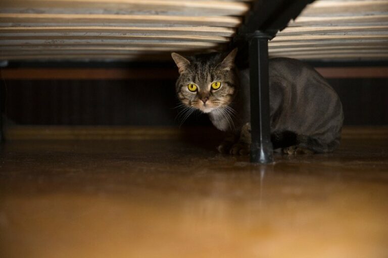 Why Your Cat Is Hiding Under the Bed: 9 Vet-Reviewed Reasons & Tips ...