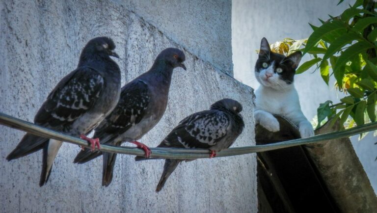 How Do Cats Hunt Birds? Everything You Need to Know! - Catster