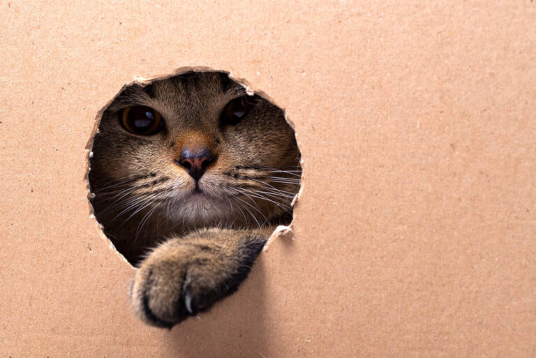 10 Amazing DIY Cardboard Cat Trees You Can Create at Home (With ...