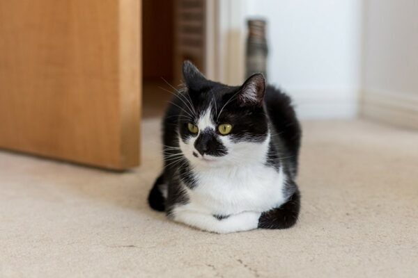 Why Does My Cat Cross Their Front Paws? Does This Mean They Feel ...