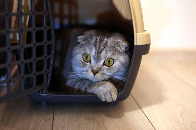 Hurricane Preparedness for Pets: How to Ready Your Cats - Catster
