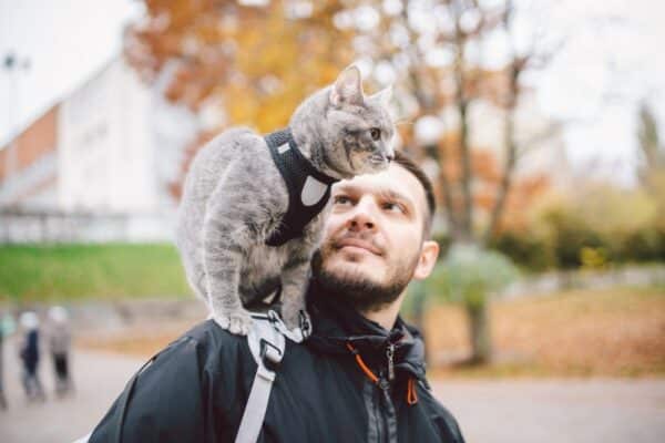 Tactical Cat Harnesses: How They Work, Vet-Reviewed Pros, Cons & FAQ ...