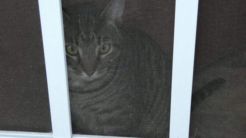 Can Cats Eat Flies? Vet-Reviewed Facts & Health Guidelines - Catster