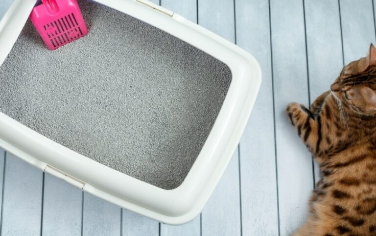 Why Your Older Cat Is Not Using the Litter Box (7 Likely Reasons) - Catster