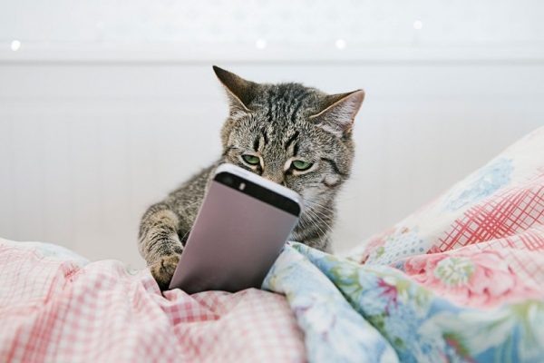 6 Cat Screen Games for Your Phone and Tablet (2026 Update) - Catster