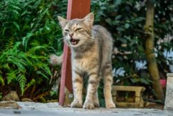 How to Speak Cat: Talking to Your Kitty in a Language They'll ...