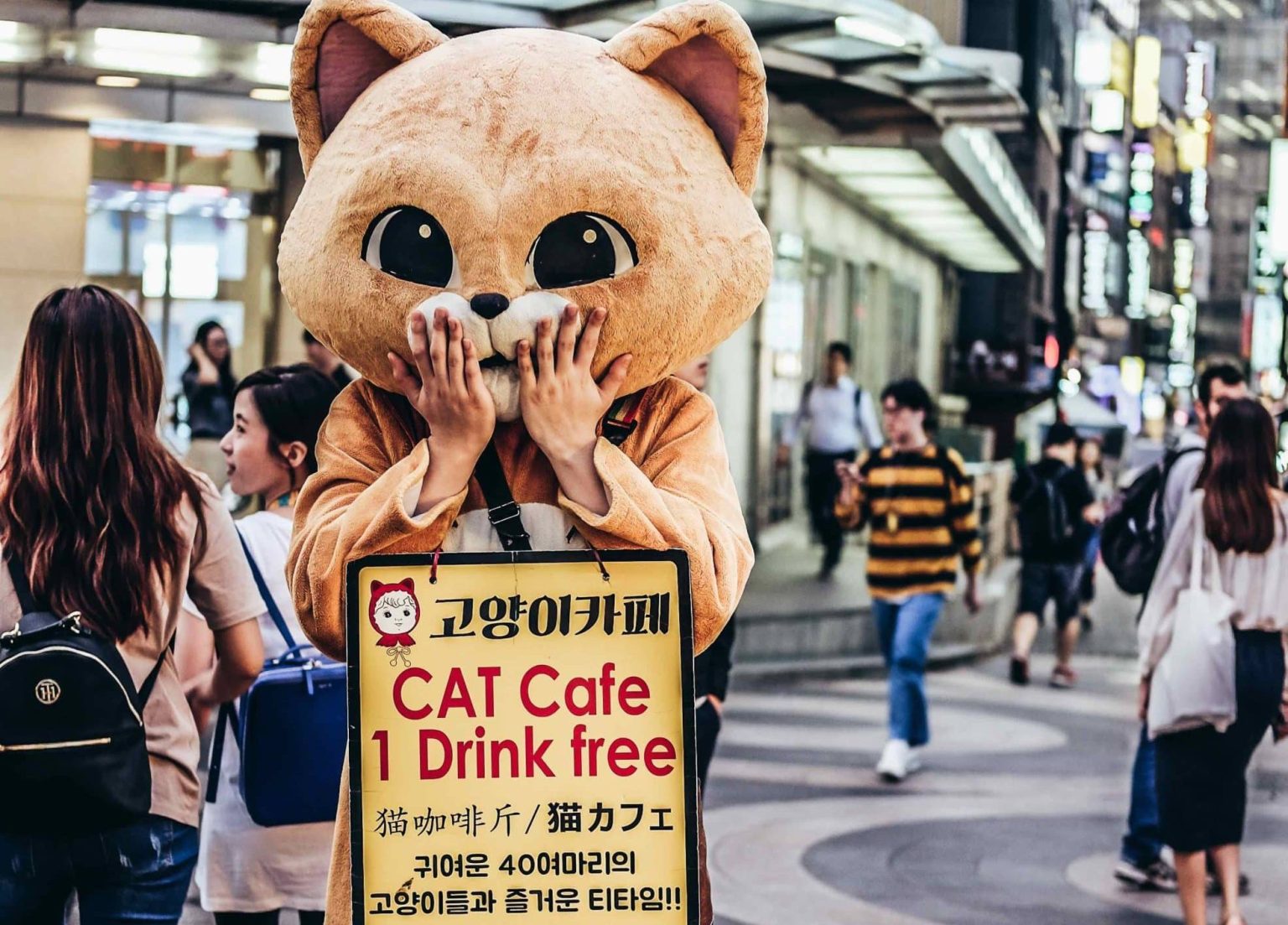 250 Korean Cat Names: Ideas for Trendy Felines (With Meanings) - Catster