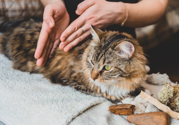 Does Massage Help Constipation in Cats? Vet-Verified Facts & Treatments ...