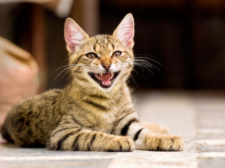 Cat Whimpering & Whining: Why, What to Do & When to Worry (Vet-Approved ...