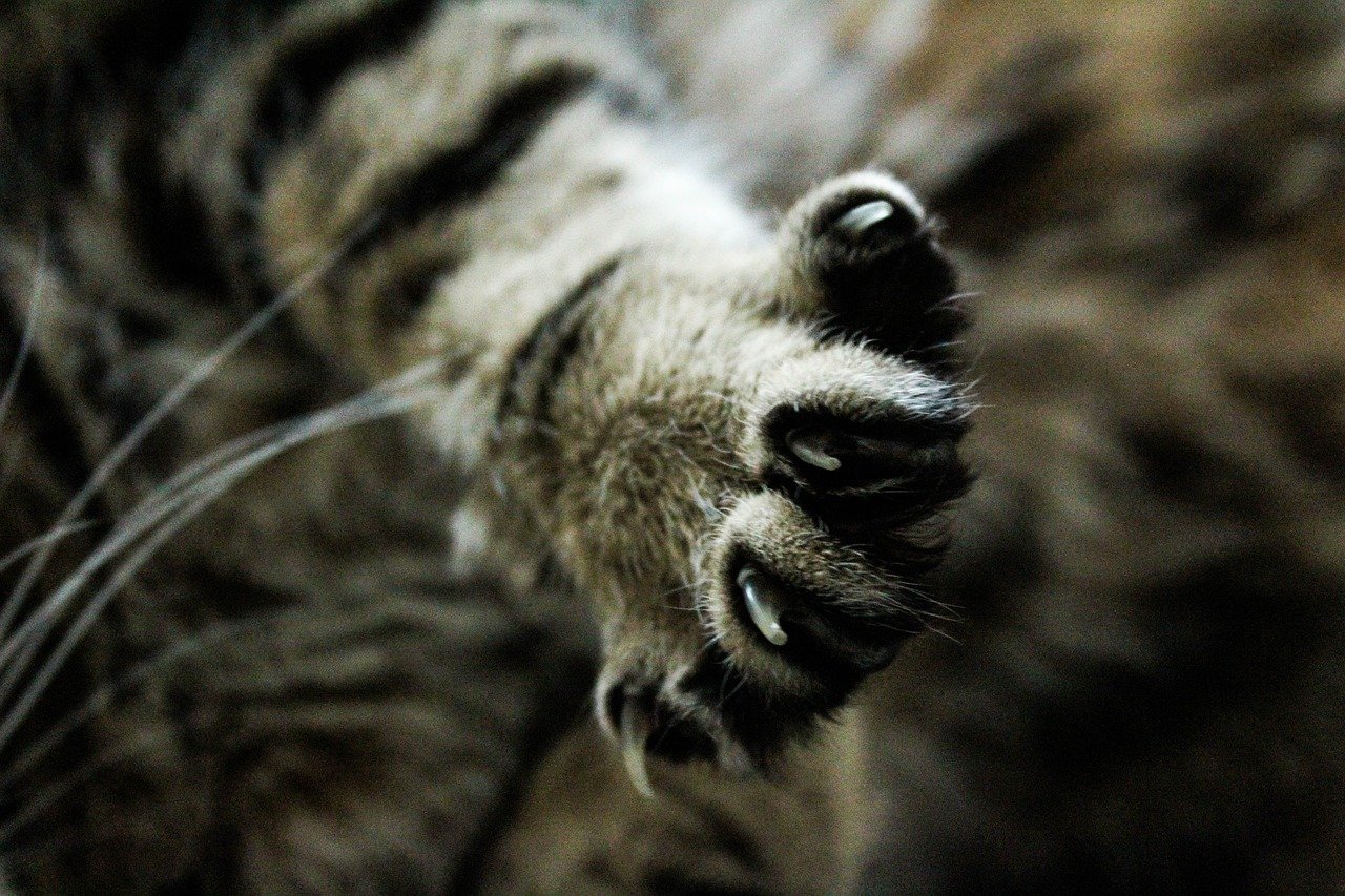 Is Declawing Cats Illegal in the UK? Facts, Side Effects & Care Tips ...