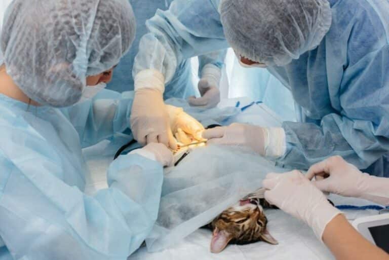 How Does a Cat Neutering Procedure Work? Vet-Reviewed Facts & Care Tips ...