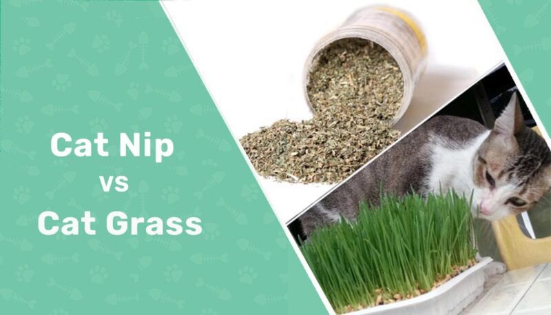 Cat Grass vs. Catnip: What’s the Difference? - Catster