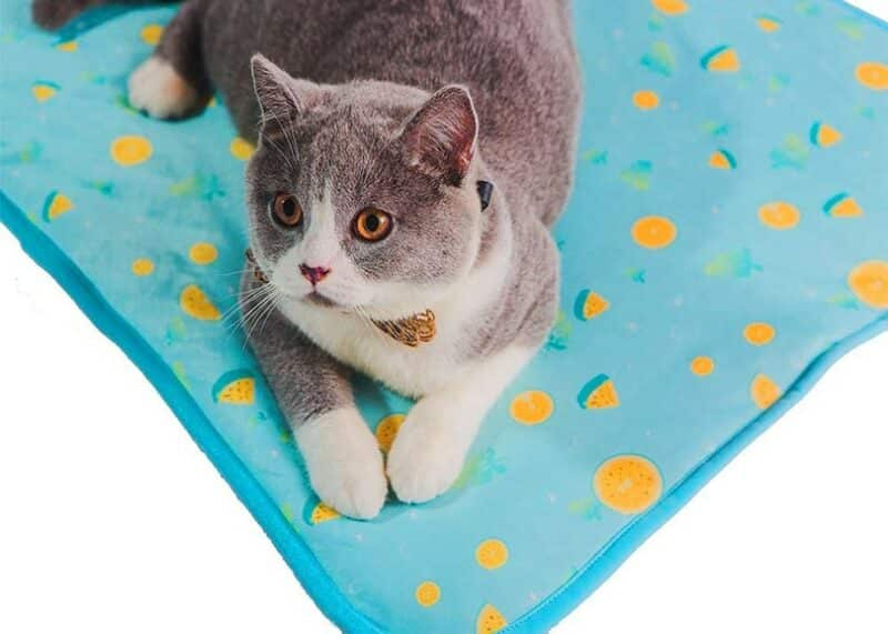 9 Best Cat Cooling Mats And Pads In 2026 Reviews Top Picks Catster 9 Best Cat Cooling Mats And Pads In 2026 Reviews Top Picks Catster
