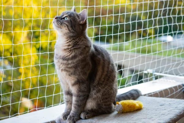 How to Cat Proof a Balcony: 5 Vet-Approved Tips - Catster