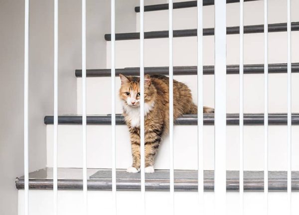 Is Your Pet a Tripping Hazard? Surprising Facts & Prevention Tips - Catster