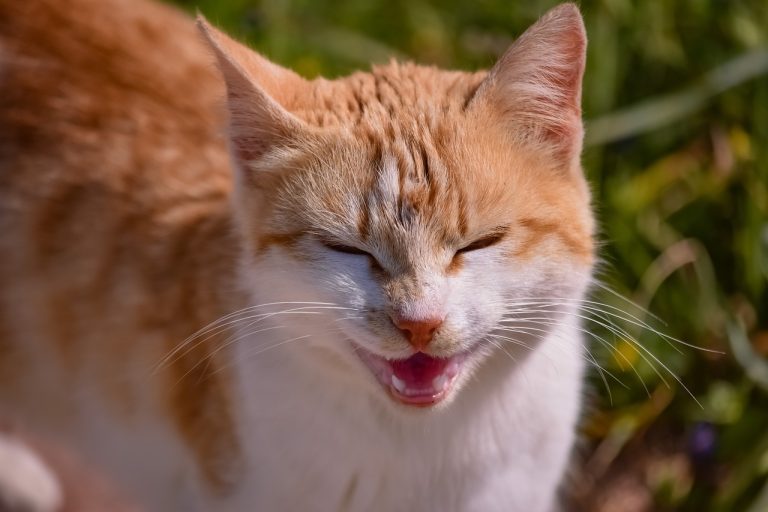 What Is the Flehmen Response in Cats? Our Vet Answers - Catster