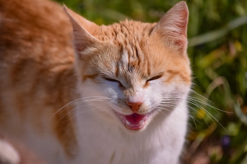 What Is the Flehmen Response in Cats? Our Vet Answers - Catster