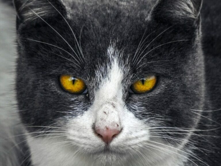 Why Does My Cat Have Whiskers on Their Eyebrows? Vet-Verified Facts ...