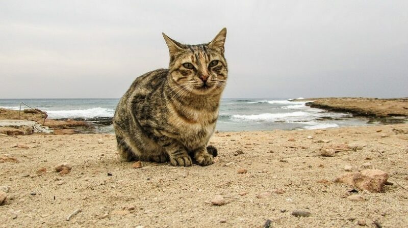 Can Cats Drink Salt Water? Vet-Reviewed Facts & Advice - Catster