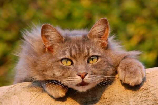 How Does a Cat Purr? The Evolution & Meaning Behind a Purr (Vet ...