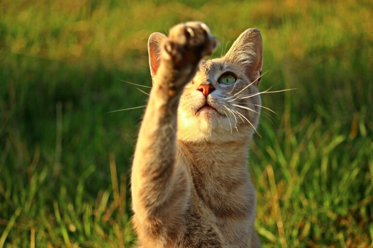 Right or Left? Do Cats Have a Dominant Paw? Vet-Reviewed Science & Info ...
