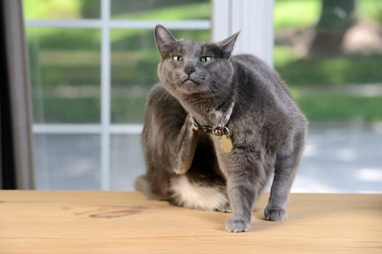How to Stop a Cat From Scratching Themself: Vet-Approved Causes ...