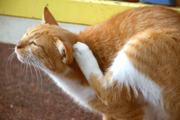 Will Cat Fleas Bite Humans Vet Reviewed Facts And Faqs Catster