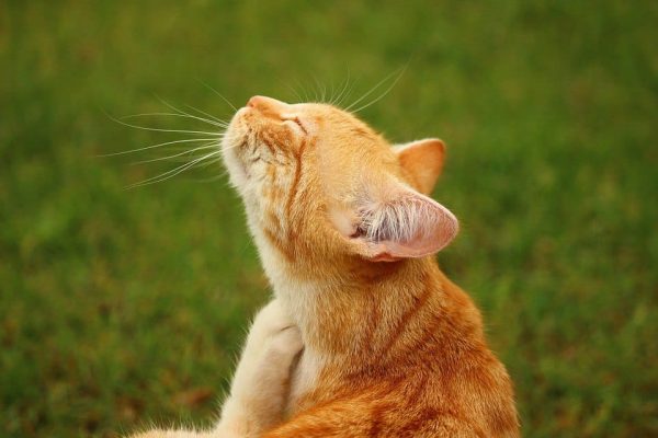 Guide to Dry Skin on Cats: 9 Vet-Reviewed Causes & Treatments - Catster