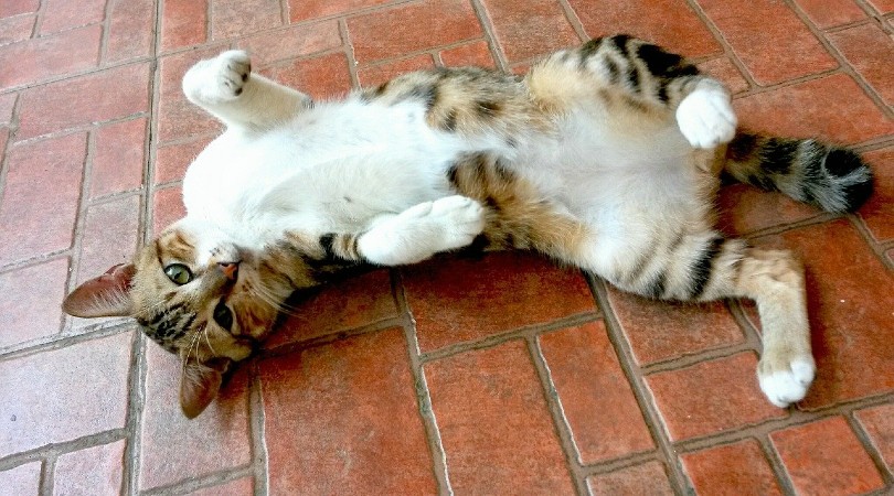 7 Surprising Facts About Cat Stomachs You Should Know - Catster