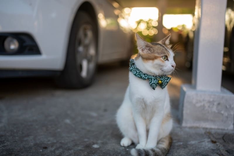 How to Get a Cat Out of the Garage (11 Vet-Reviewed Tips) - Catster