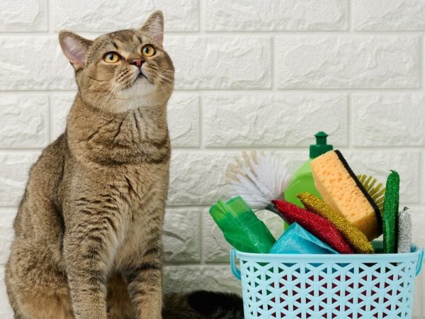 What Cleaning Products Are Safe for Cats? 6 Vet Approved Items to Keep ...