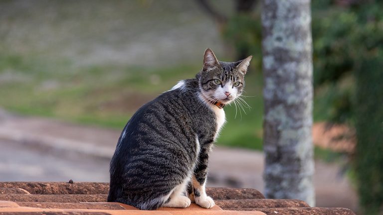 What Is High-Rise Syndrome? Cat Balcony Safety Explained - Catster
