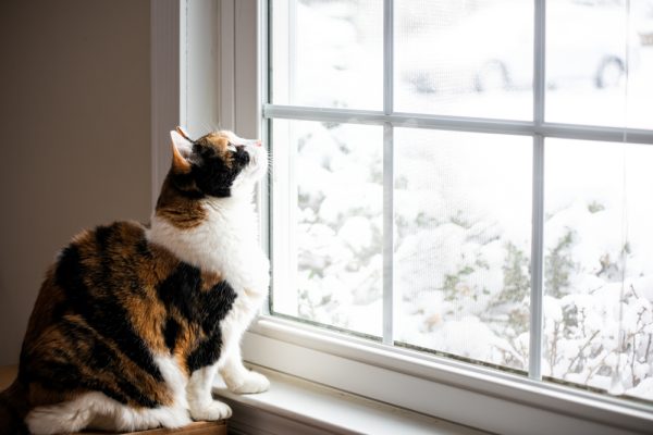 10 Vet-Approved Tips for Keeping Your Cat Safe Over the Holidays - Catster