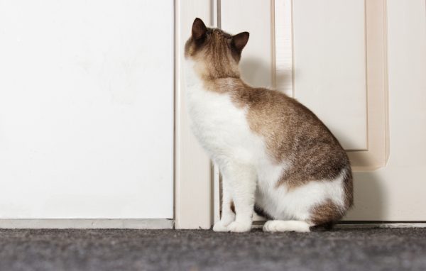 Why Did My Cat Poop on My Bed? 8 Possible Reasons & Solutions - Catster