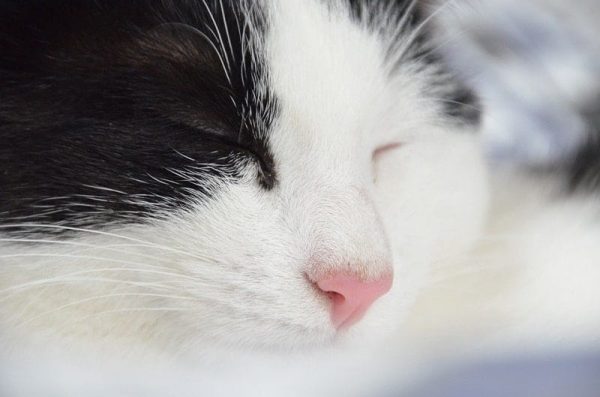Lethargy in Cats: Symptoms, Causes & Treatments (Vet Answer) - Catster