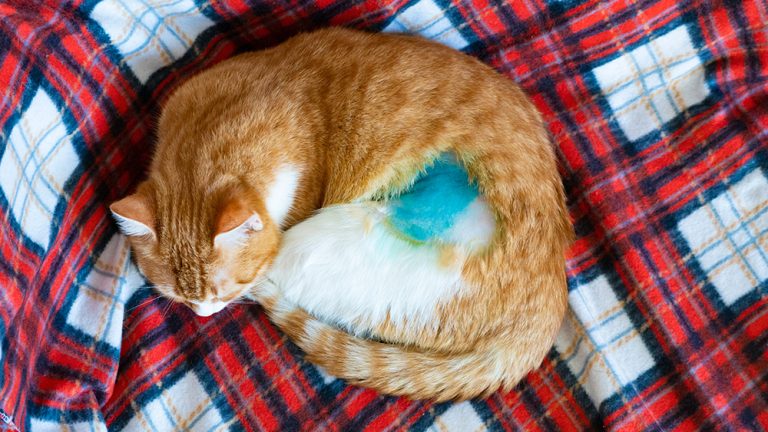 How to Care for Your Cat After Spaying or Neutering: 12 Vet-Approved ...