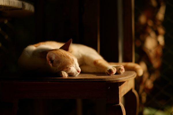 13 Cat Sleeping Positions Explained (With Pictures) - Catster