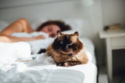 Why Does My Cat Sleep With Me and Not My Husband? 6 Likely Reasons ...