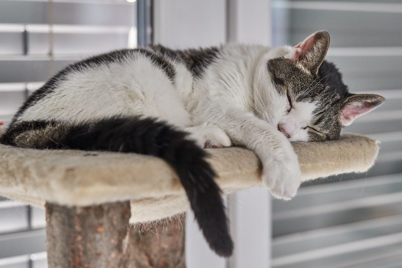 Why Do Cats Sleep So Much? 6 Vet-Approved Reasons - Catster