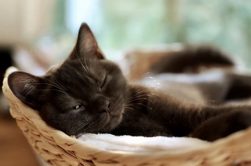 Why Do Cats Fake Sleep? 8 Interesting Reasons - Catster