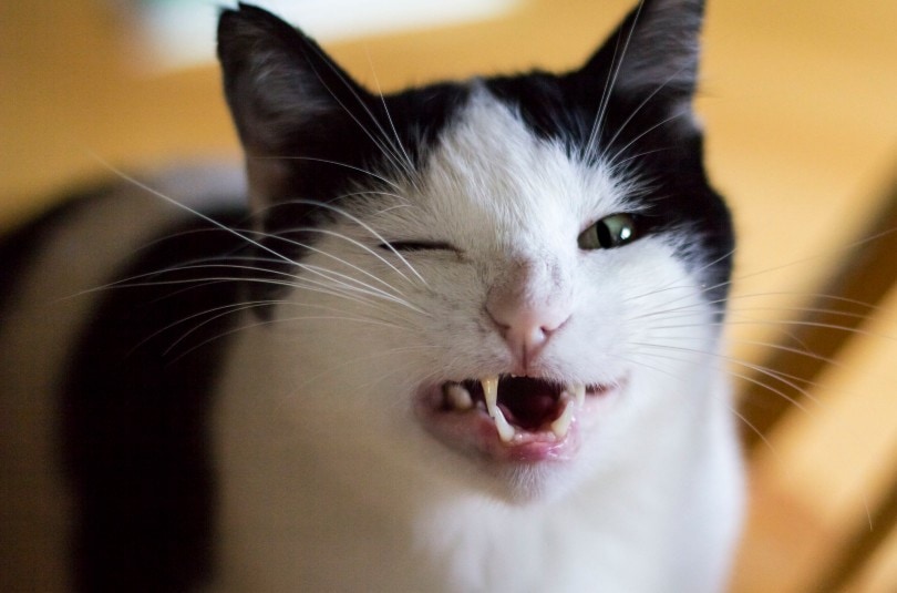 Corneal Ulcer In Cats: Our Vet Explains the Causes, Signs & Treatment ...