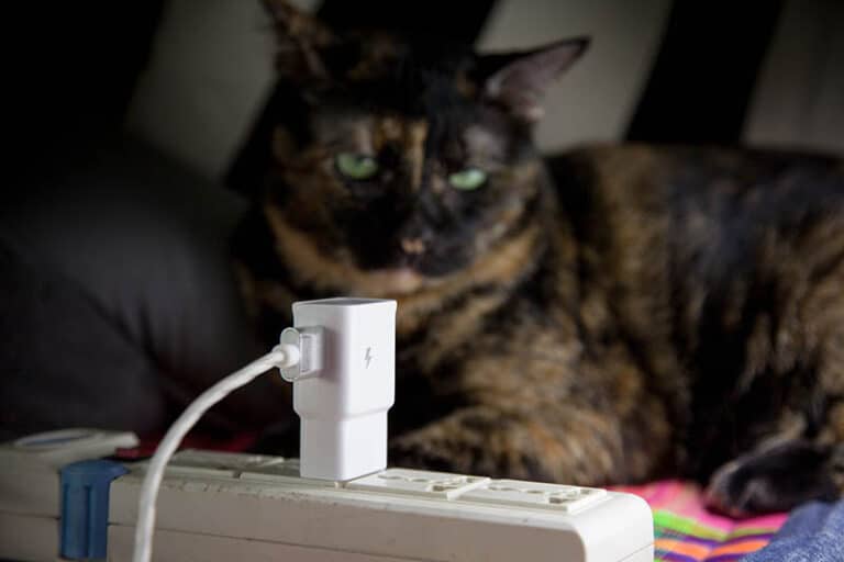 Can a Cat Detect Electricity? Facts & FAQ - Catster