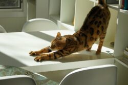 Why Are Cats So Flexible? What Science Tells Us - Catster