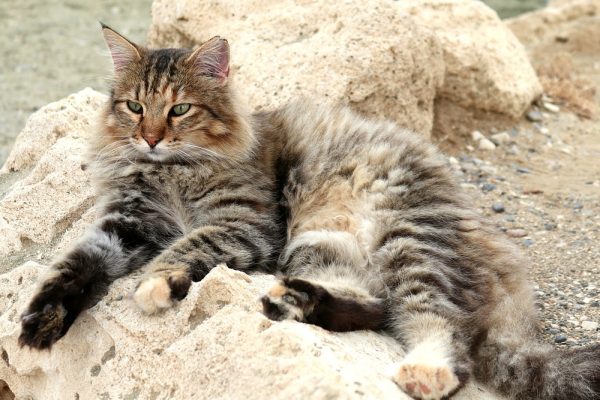 Why Do Cats Like the Sun? 6 Reasons & Safety Tips - Catster