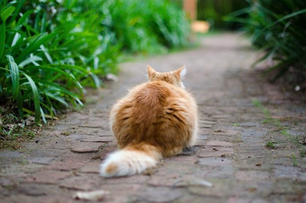 Why Do Cats Thump Their Tails When Lying Down? 6 Vet-Verified Reasons ...